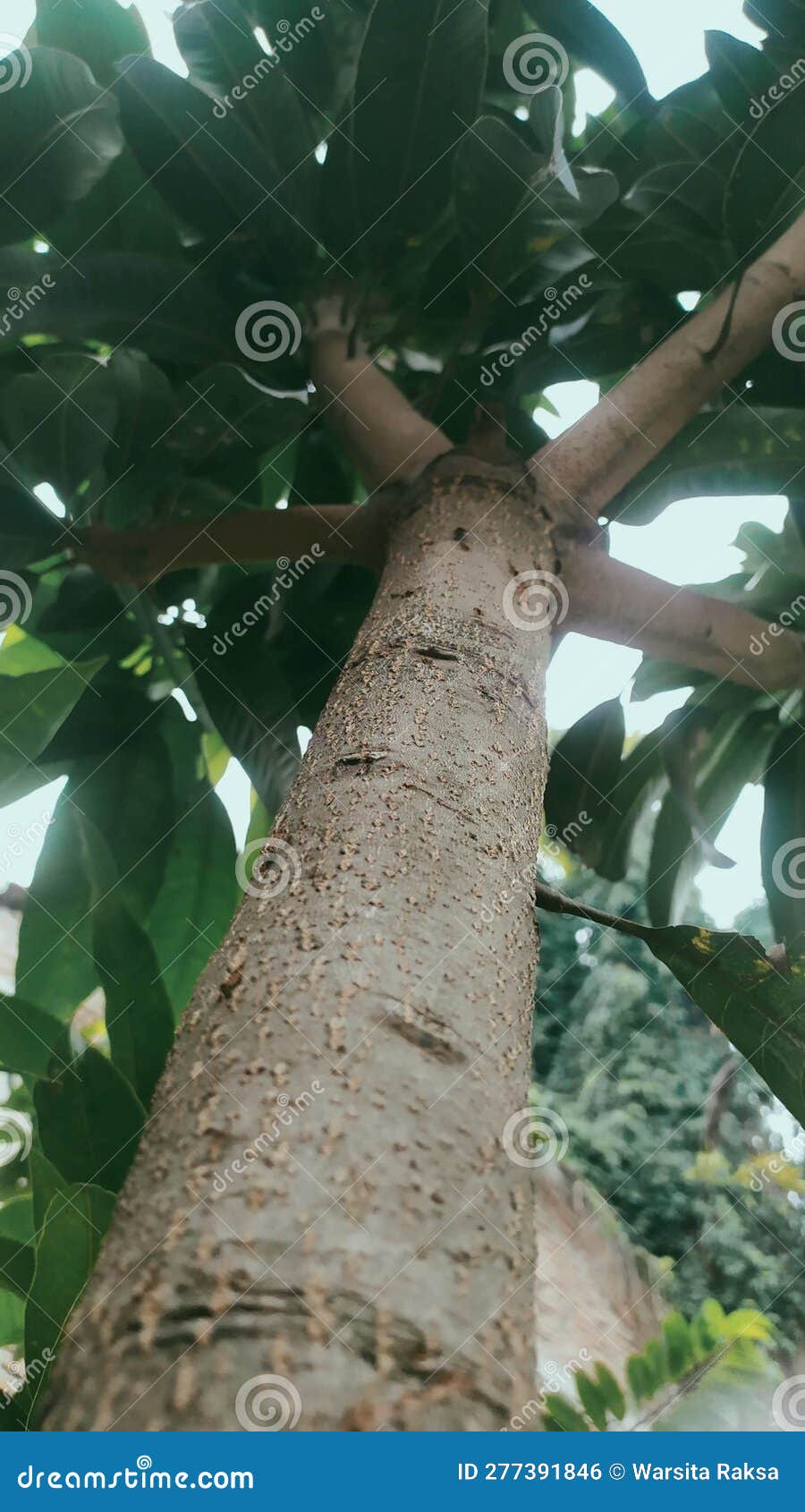 A Small Mango Tree Visible from Below Stock Photo - Image of wildlife ...
