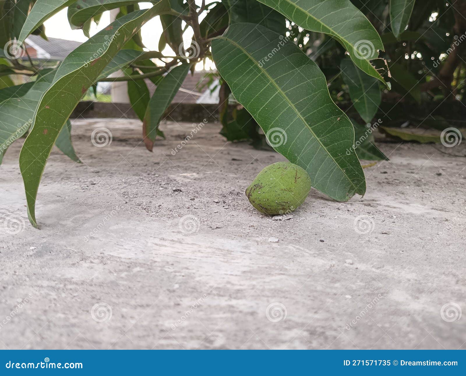Small Mangoes Fall from the Branches Stock Image - Image of fall ...
