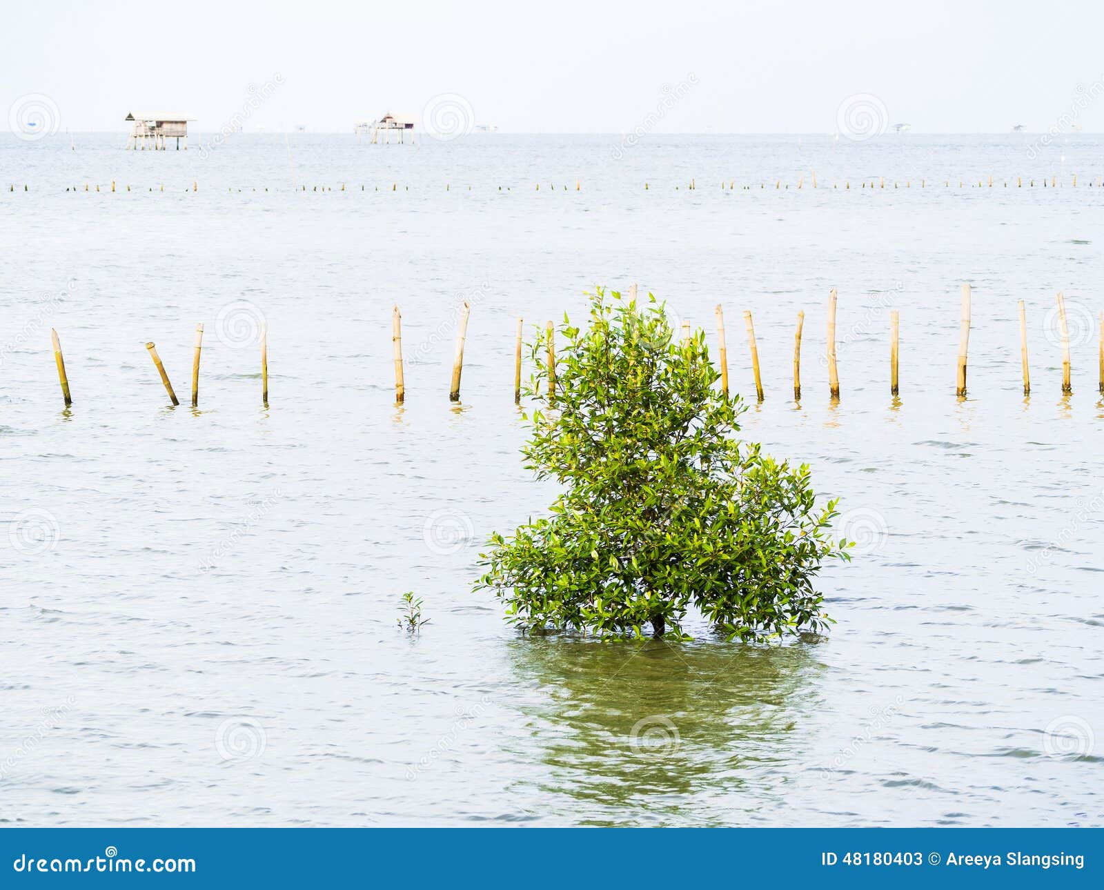 Small Mangrove on the Coast Stock Image - Image of leaf, ocean: 48180403