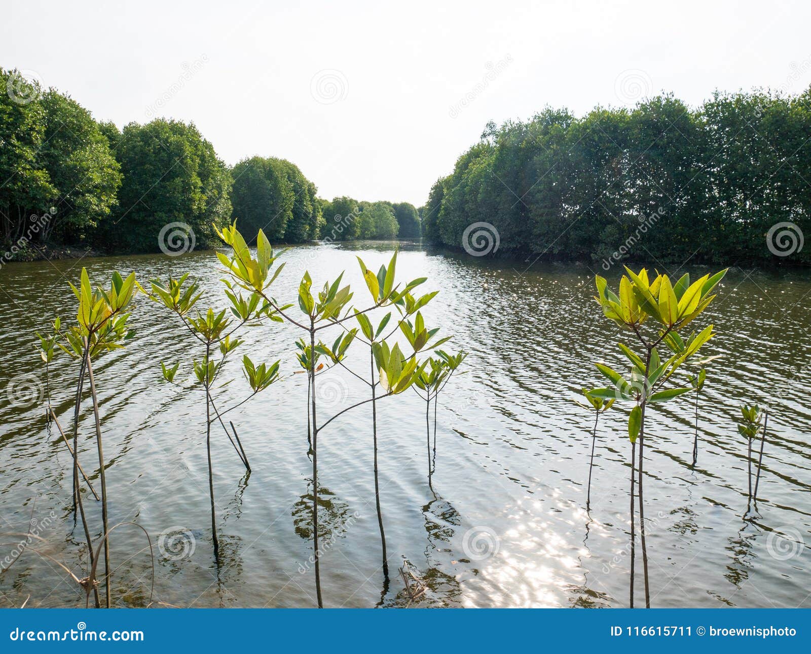 Small Mangrove Plants in River Stock Image - Image of conservation ...