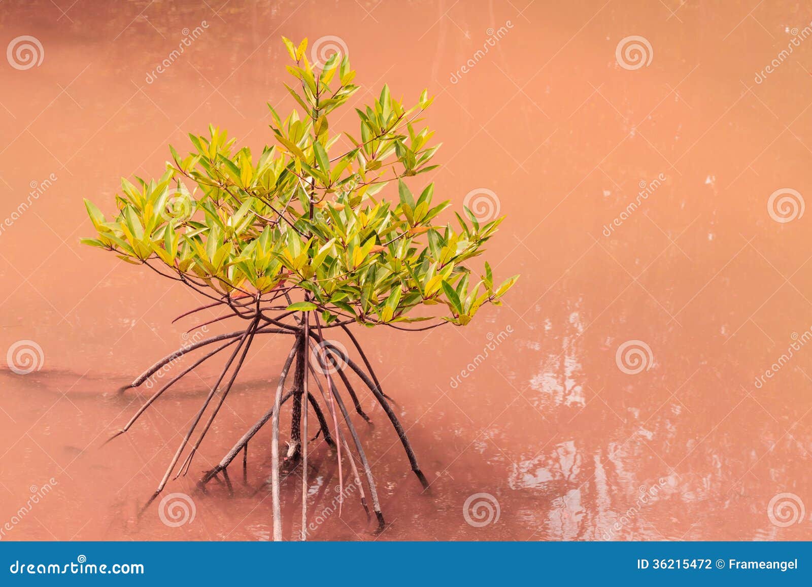 Small mangrove tree stock photo. Image of background - 36215472