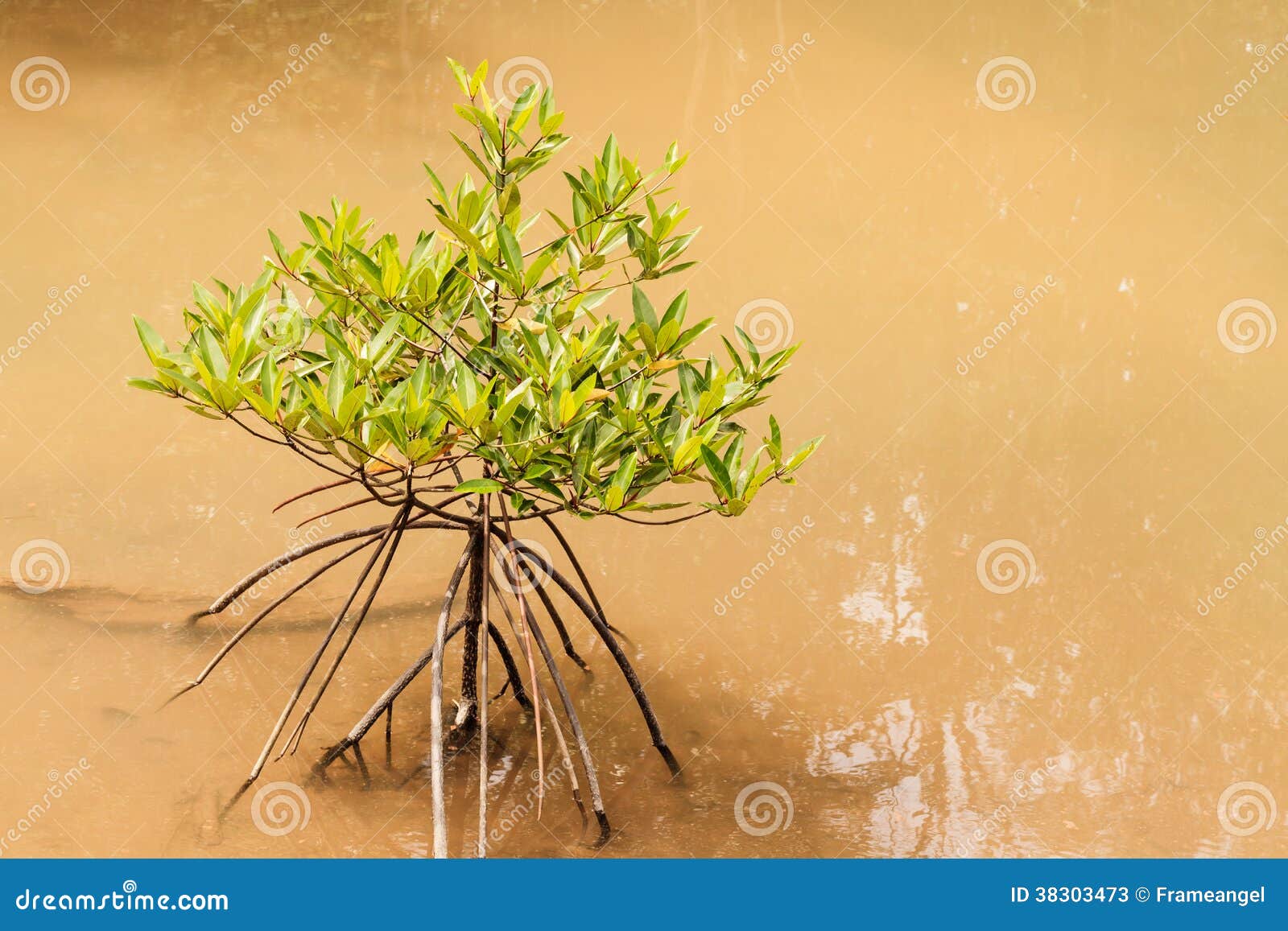 Small mangrove tree stock image. Image of turquoise, mangrove - 38303473