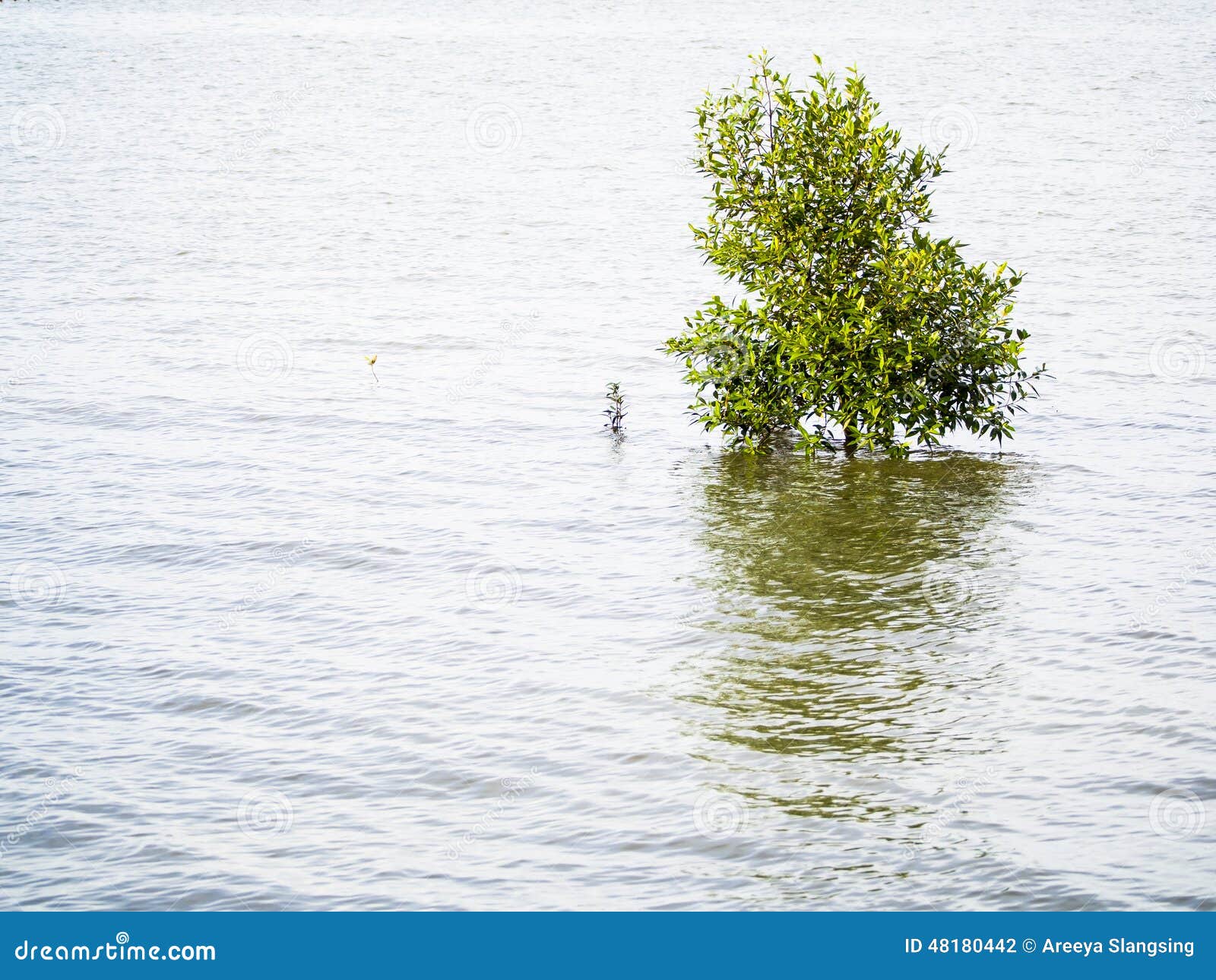 Small Mangrove Tree on the Coast Stock Photo - Image of green, mangrove ...