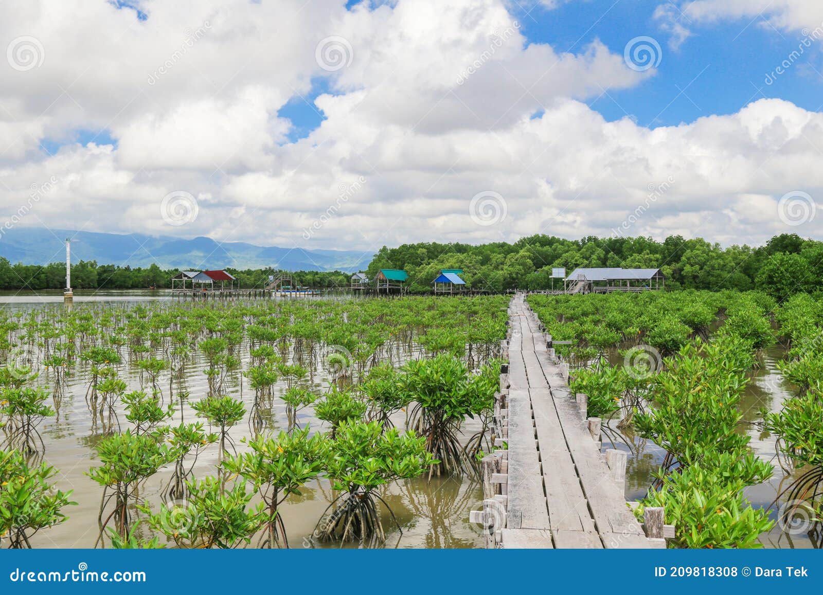 Small Mangrove tree filed stock photo. Image of beautiful - 209818308