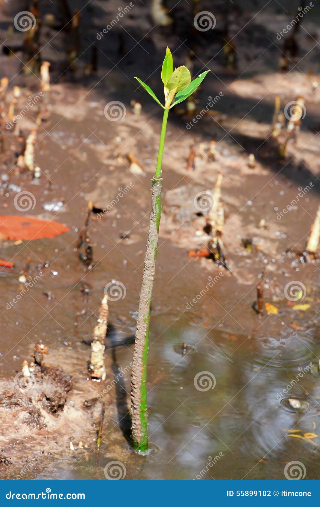 Small mangrove tree stock photo. Image of climate, clay - 55899102
