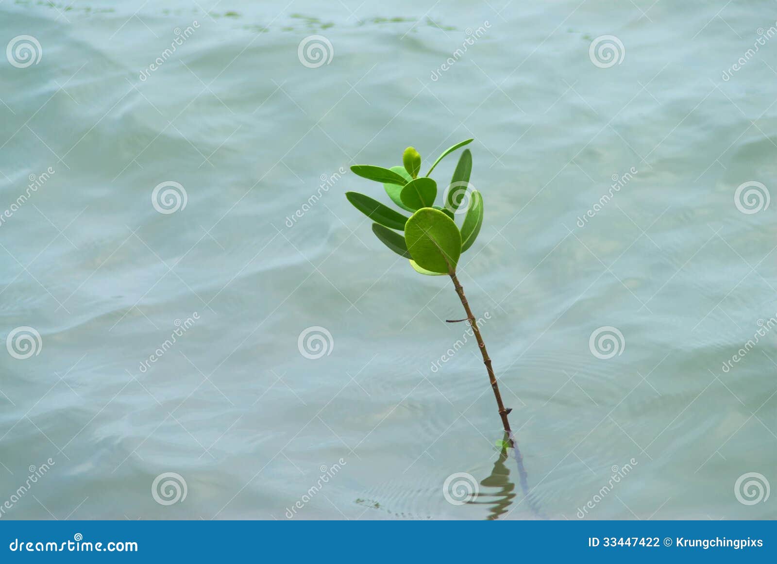 Small mangrove tree stock photo. Image of asia, environment - 33447422