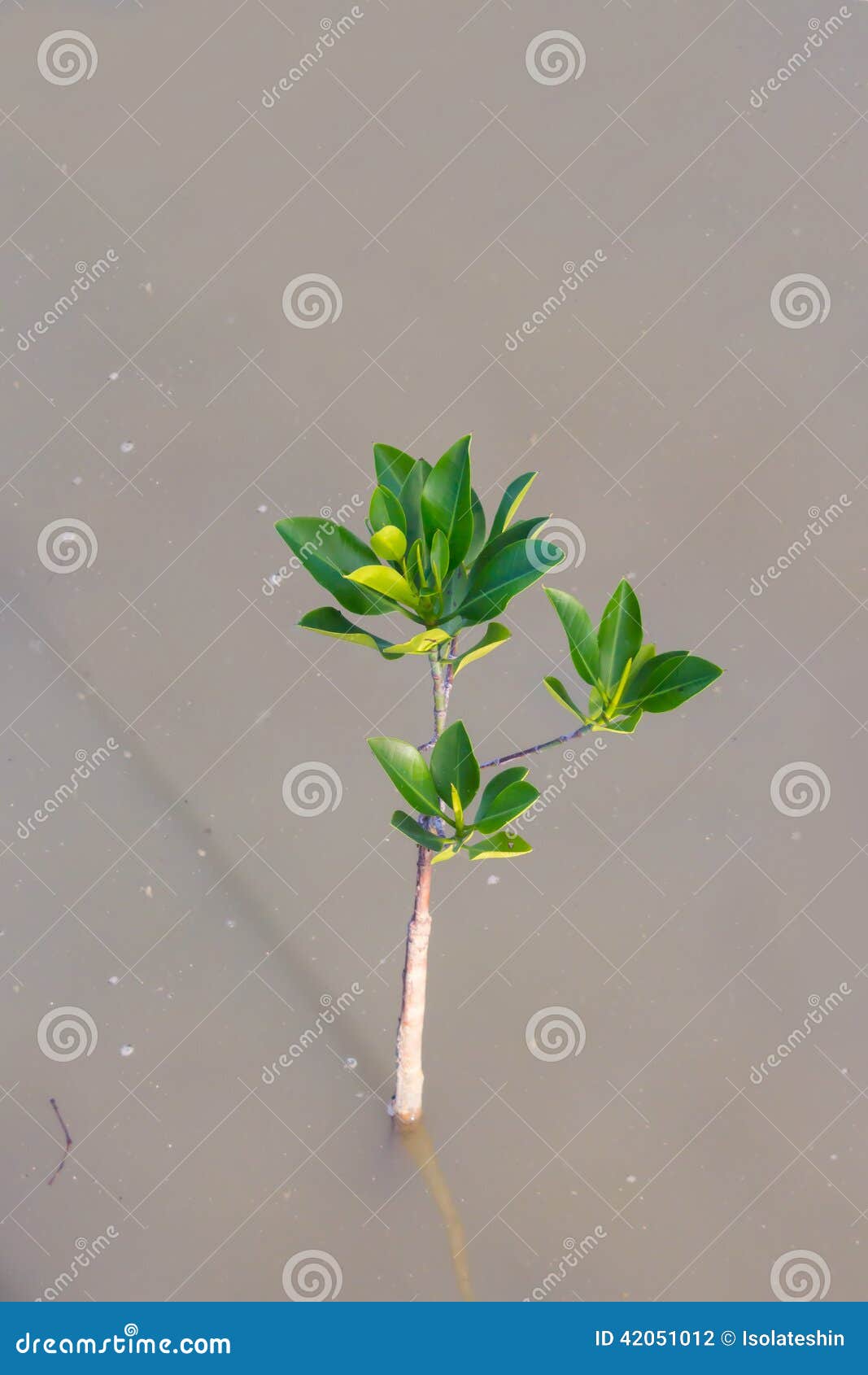 Small mangrove tree stock photo. Image of clay, saline - 42051012