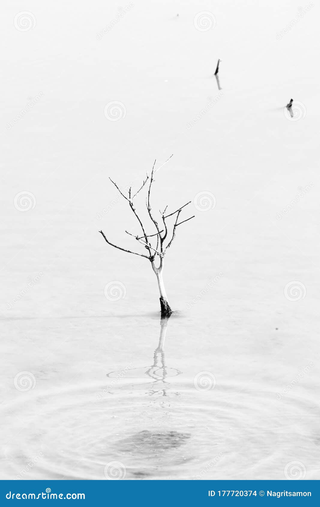 Small mangrove tree stock photo. Image of fresh, rhizophoraceae - 177720374