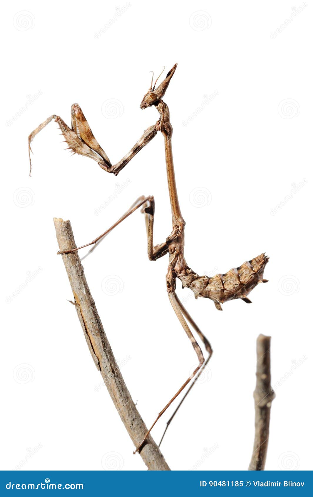 Small Mantis on a Branch, Isolated Stock Image - Image of east ...
