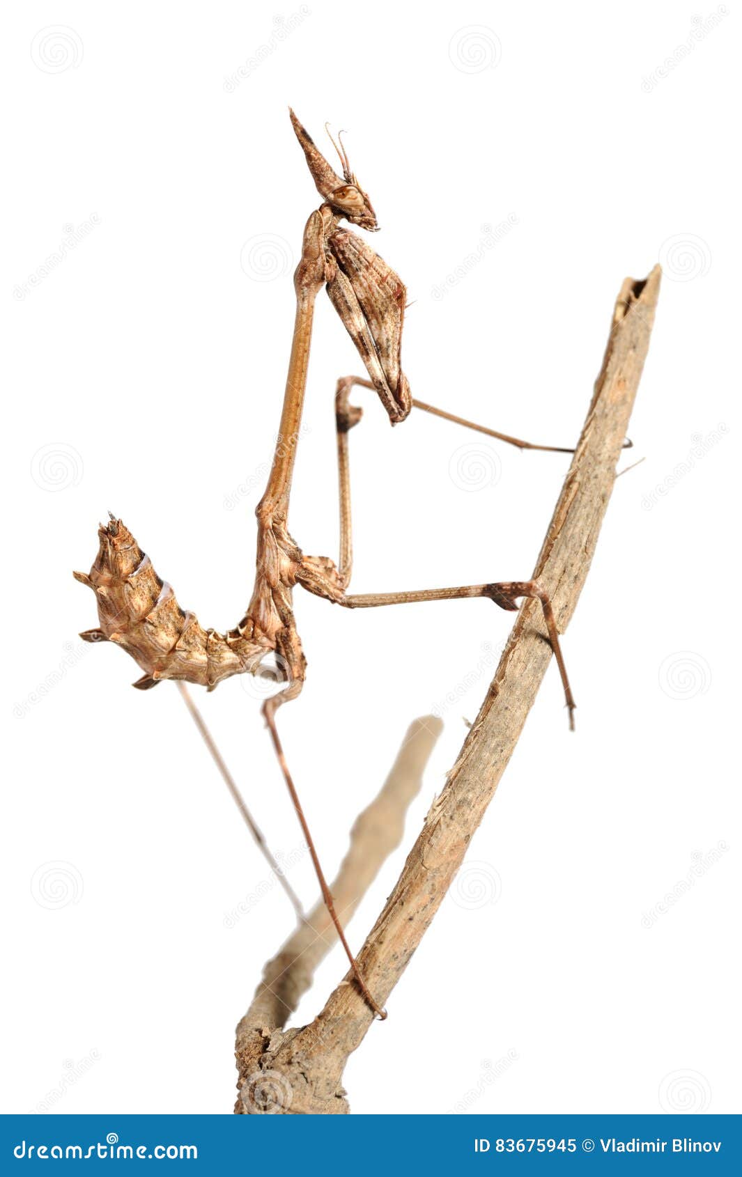 Small mantis stock image. Image of branch, insect, mantis - 83675945