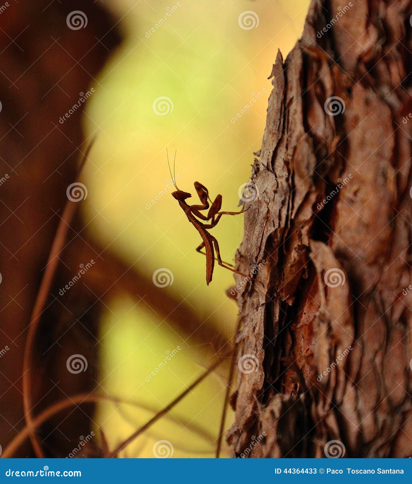 Small Mantis Religiosa Walking Up a Pine Bark Stock Image - Image of ...