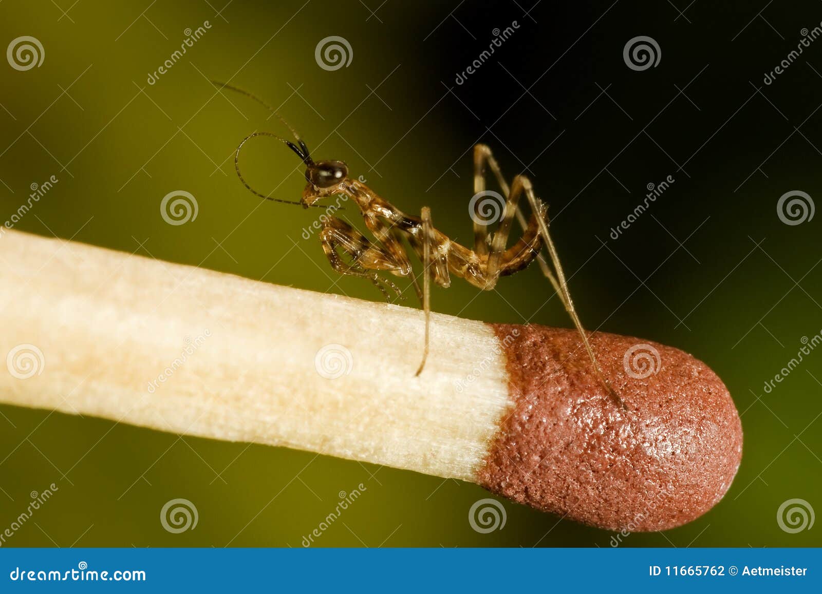 Small mantises close-up stock photo. Image of match, nature - 11665762