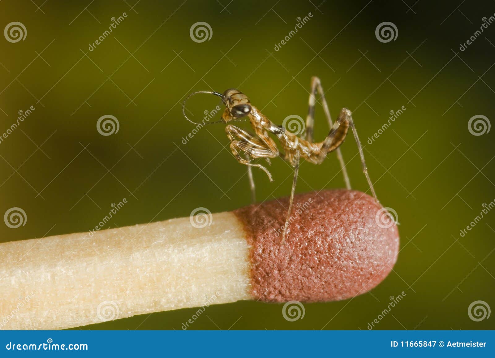 Small mantises close-up stock image. Image of mantis - 11665847
