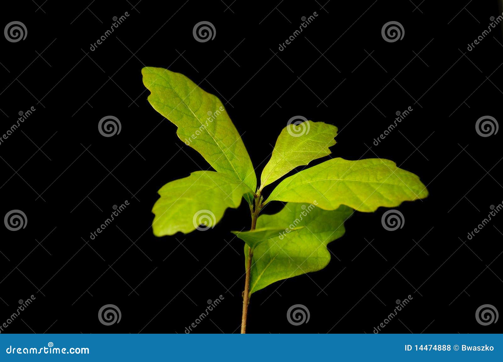 Small Maple on a Black Background Stock Photo - Image of small, leaf ...