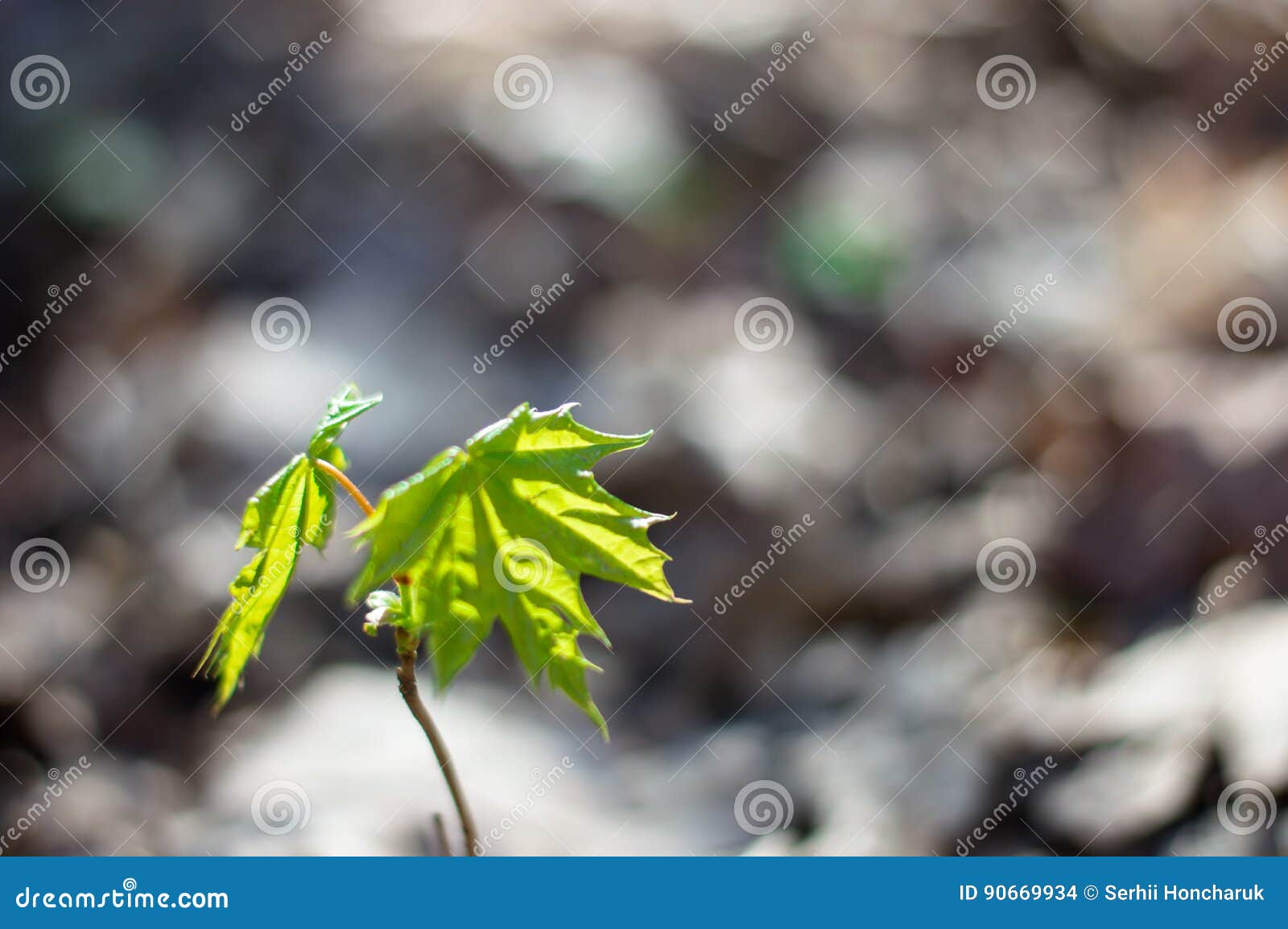 Small maple leaf stock photo. Image of technique, horizontal - 90669934