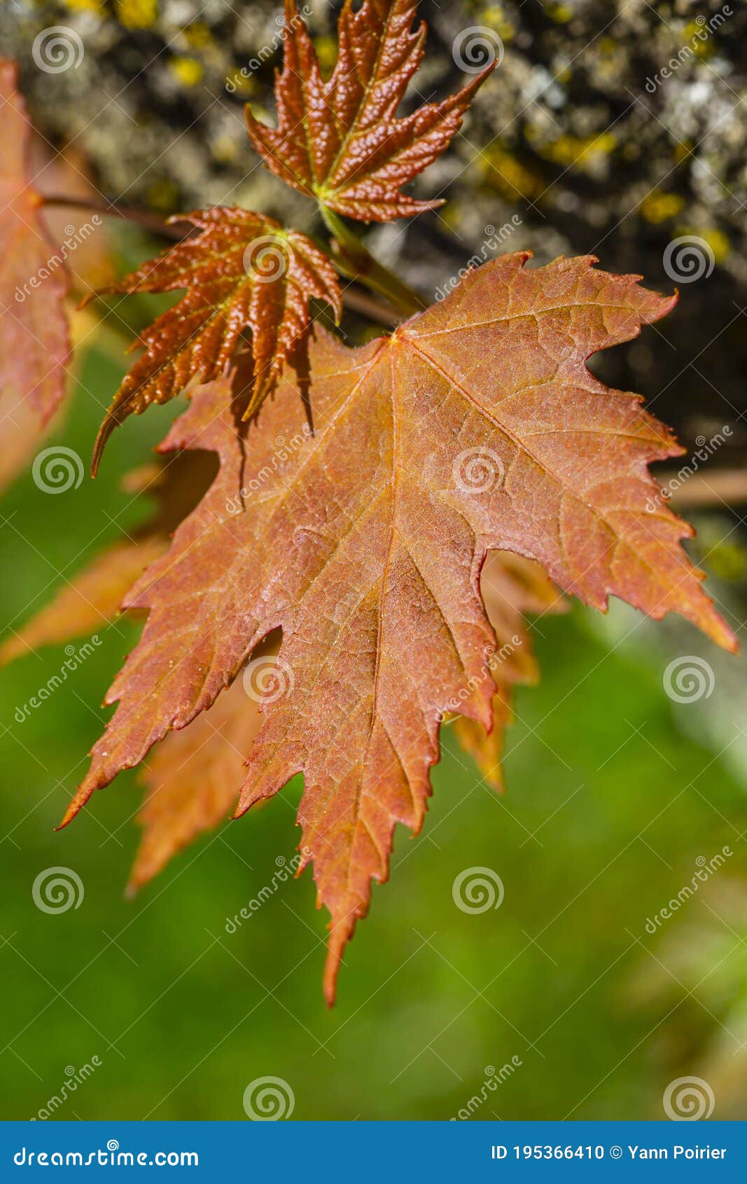 Small maple leaves stock photo. Image of leaf, object - 195366410