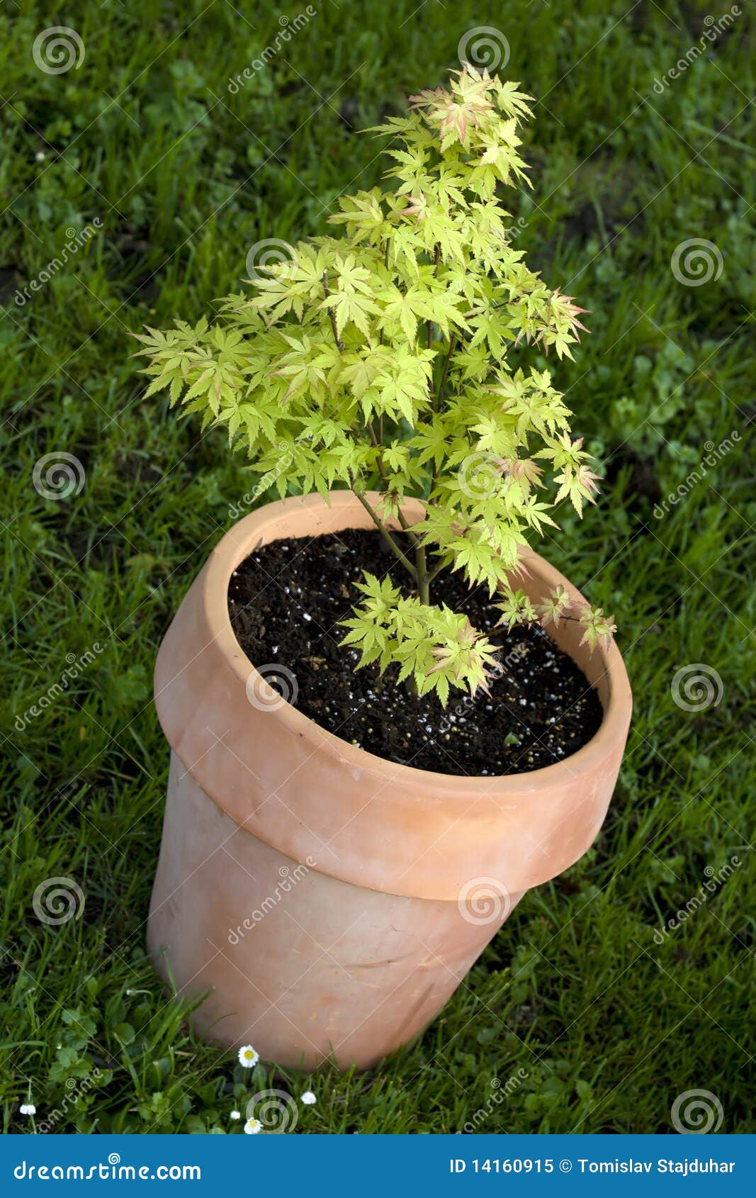 Small maple tree stock image. Image of maple, japanese - 14160915