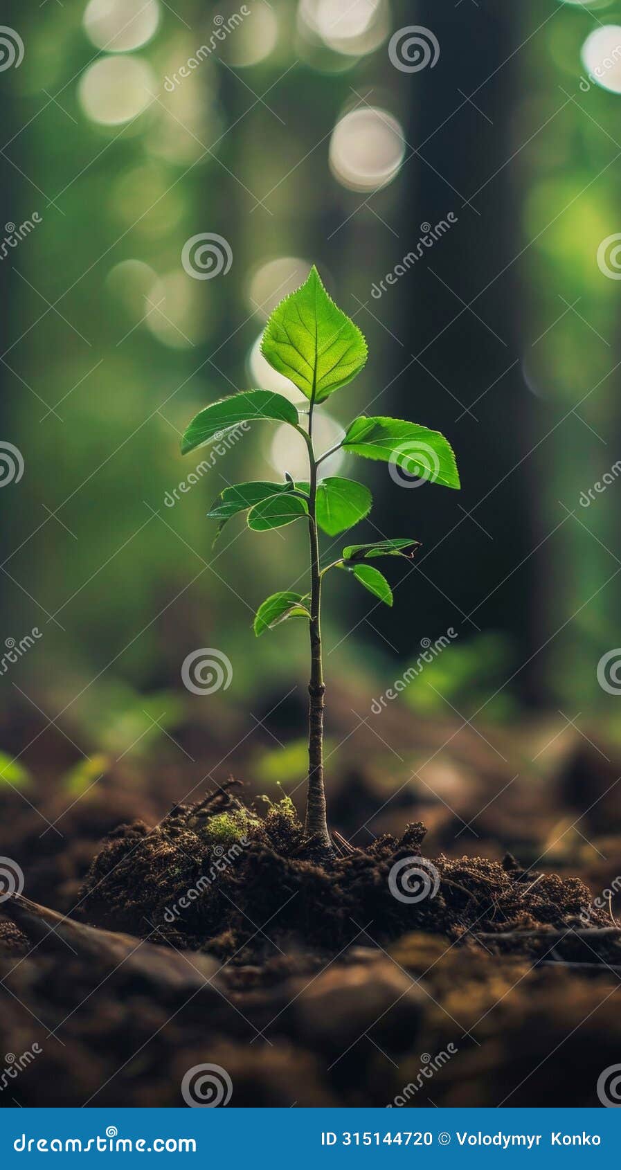 Small Maple Tree Growing among Tall Evergreen Trees in Forest Stock ...
