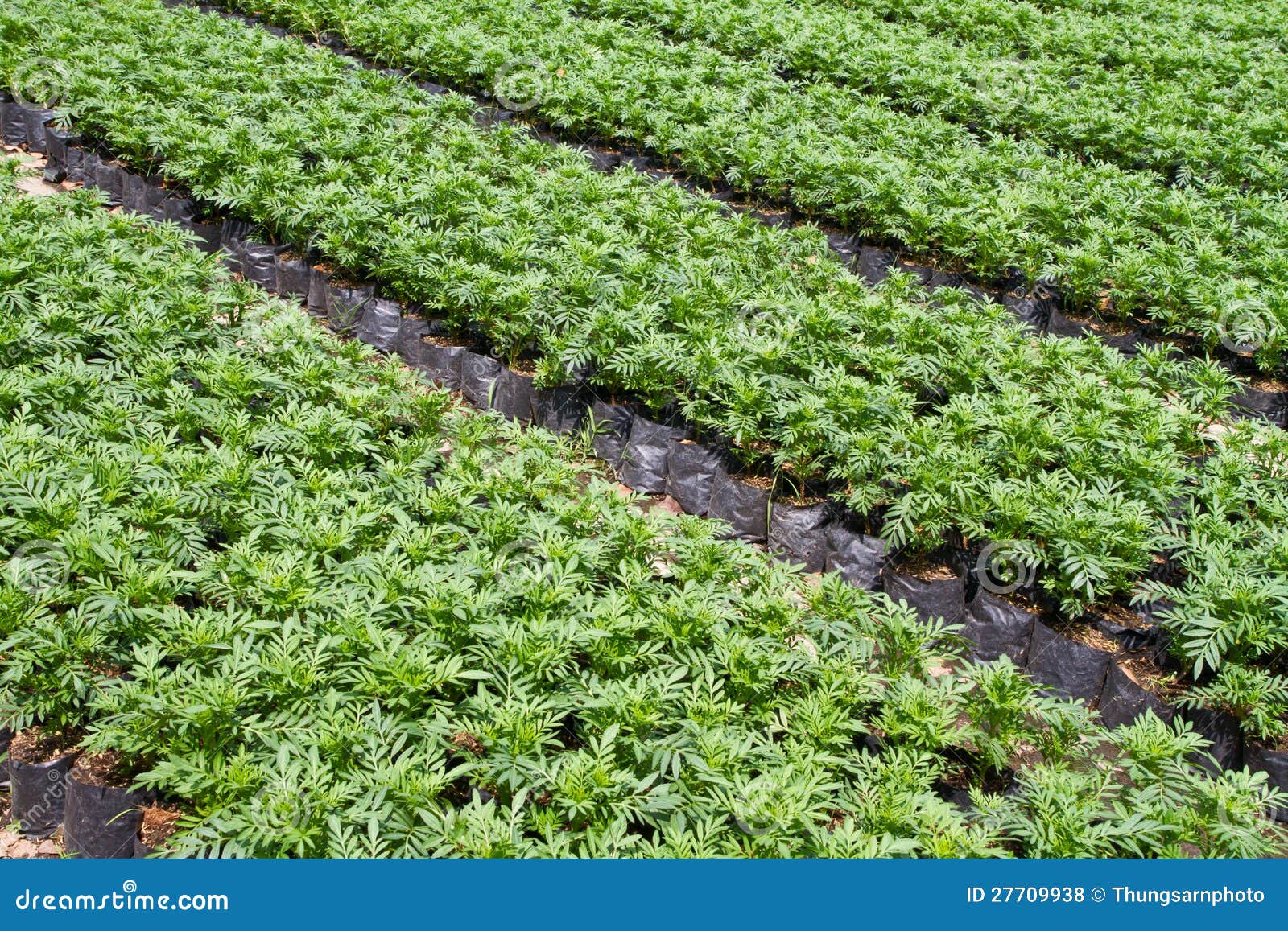 Small Marigold Flower Plant Stock Photo - Image of healthy, agriculture ...