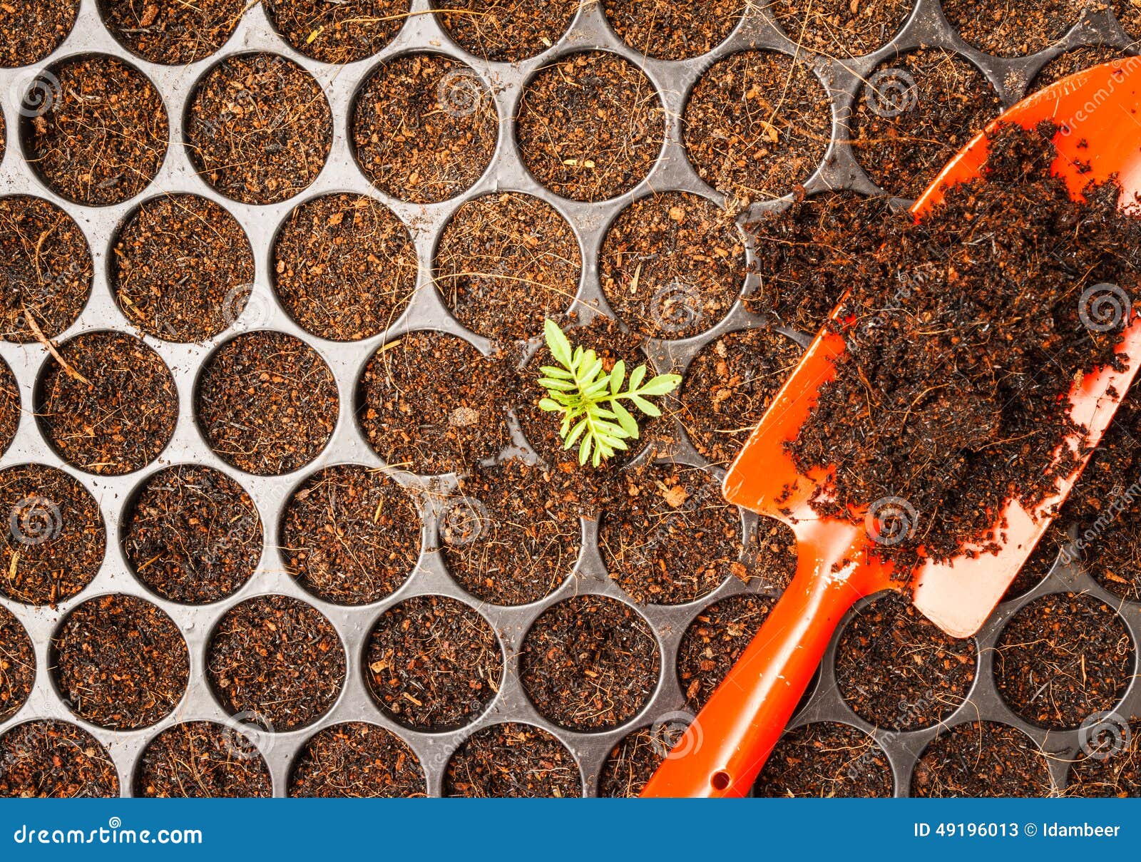 Small marigold flower stock image. Image of agriculture - 49196013
