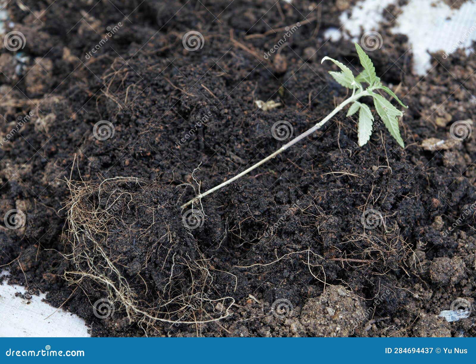 Cannabis seedlings stock image. Image of sprout, natural - 284694437