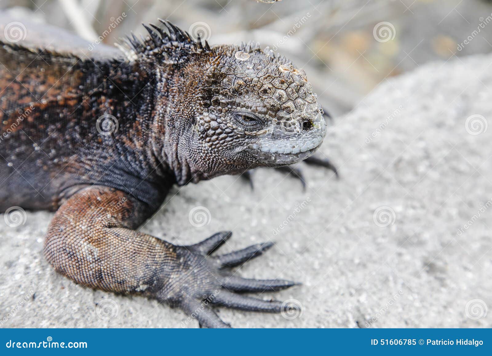 Small marine iguana stock image. Image of wildlife, latin - 51606785