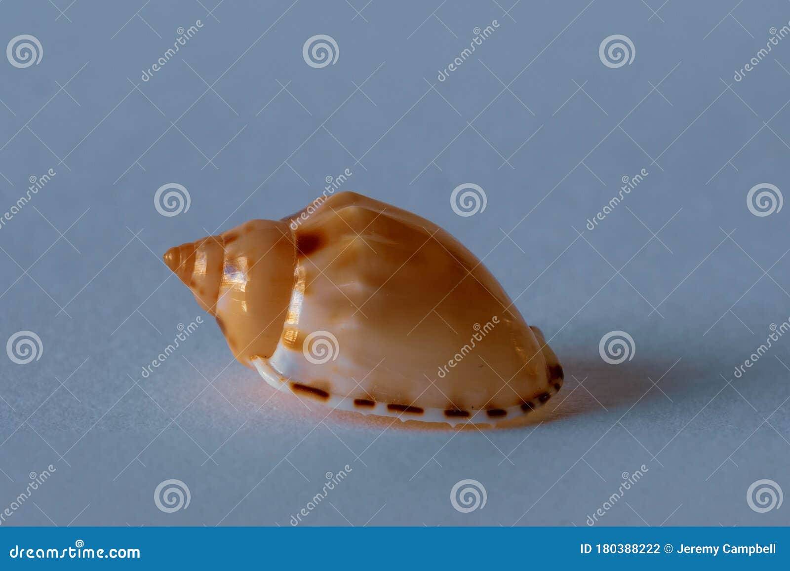 Small Marine Pacific Shell stock photo. Image of beautiful - 180388222