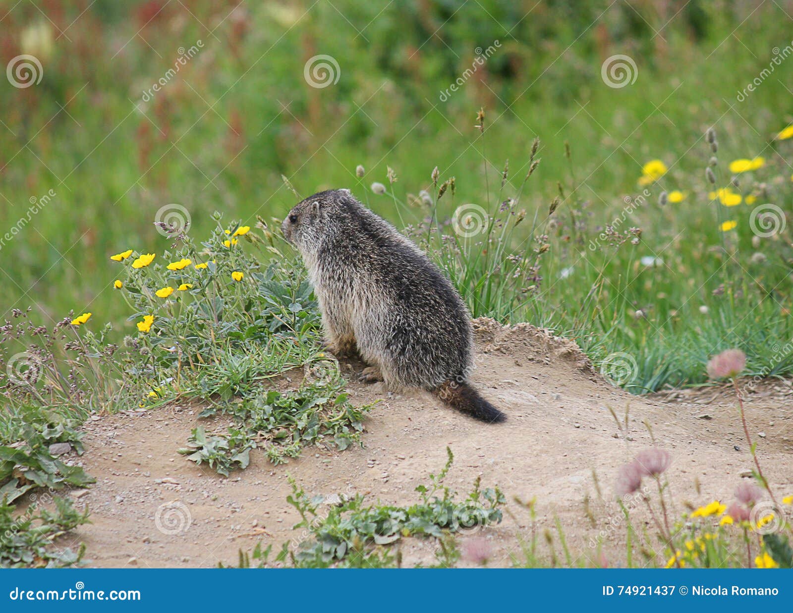 Small Marmot in Front of the Den Stock Image - Image of side, mountain ...
