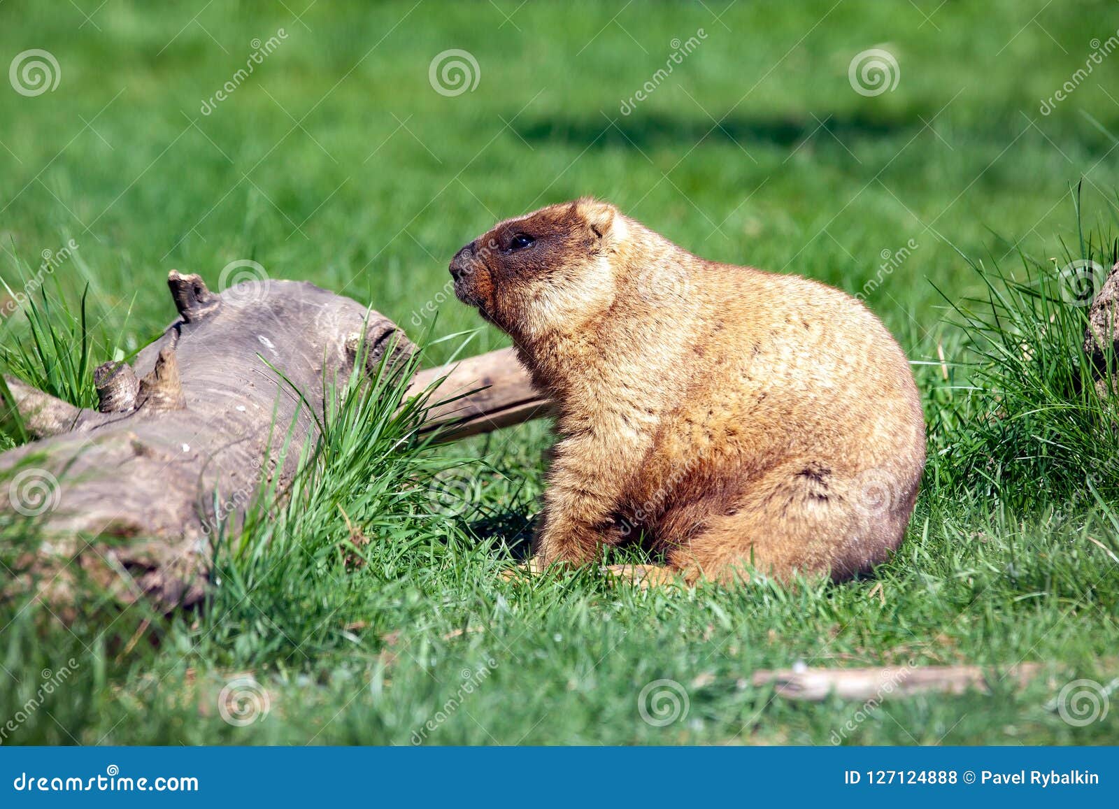 Small wild marmot stock photo. Image of european, outdoor - 127124888