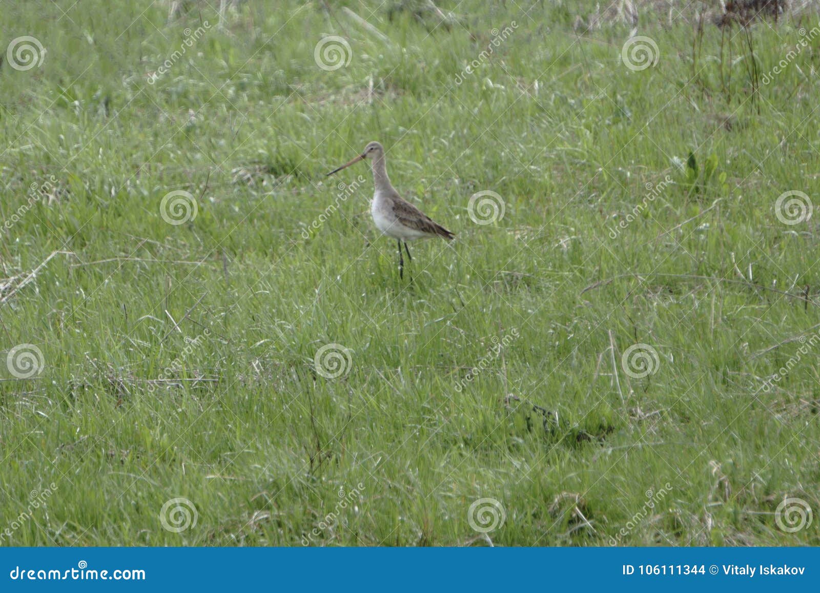 A small marsh bird snipe stock photo. Image of oldworld - 106111344