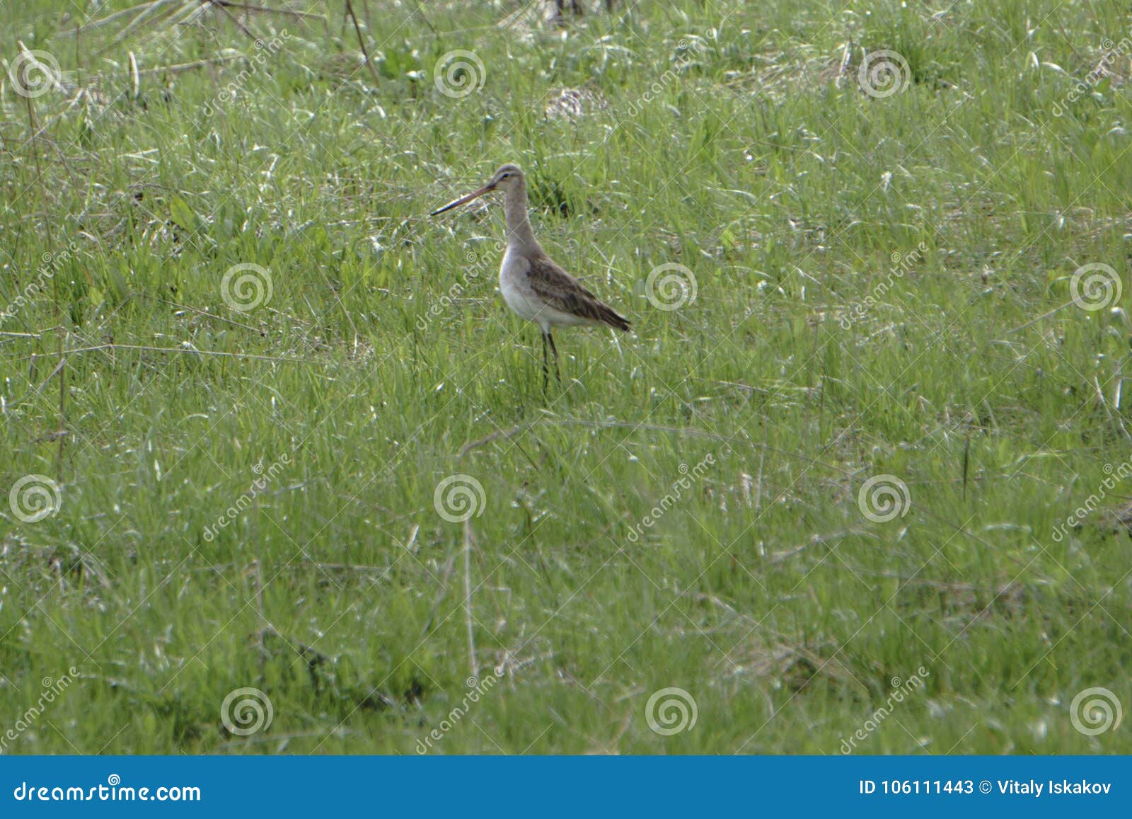 A small marsh bird snipe stock image. Image of wader - 106111443