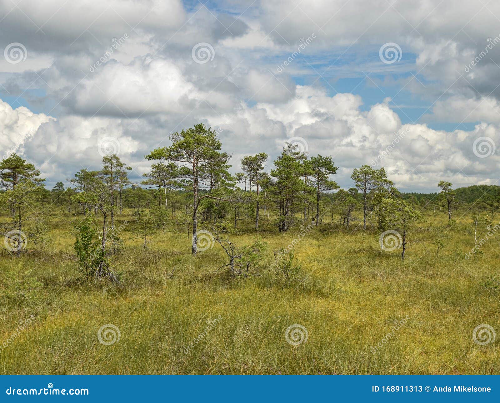 Small Marsh Pines, Fragments of Fuzzy Grass in the Foreground Stock ...