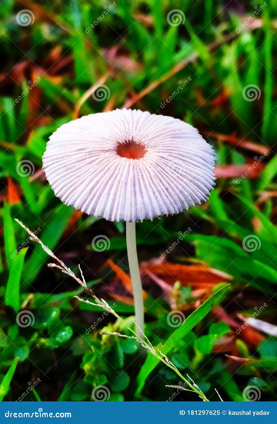 Small mashroom plant stock image. Image of flower, plant - 181297625