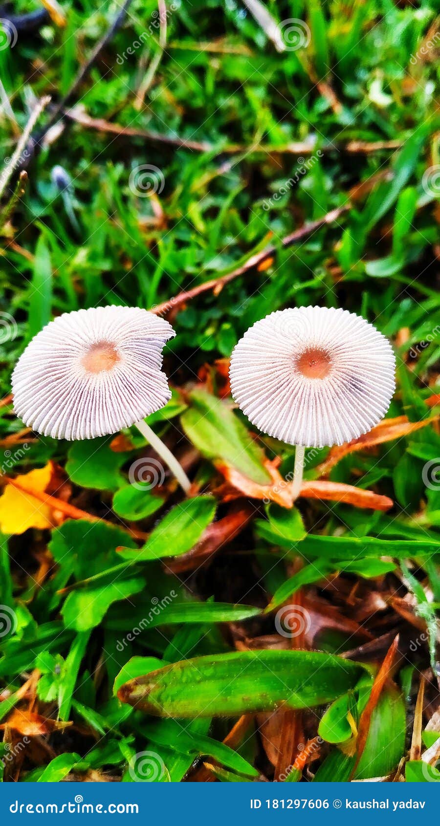 Small two mashroom plant stock photo. Image of fungus - 181297606