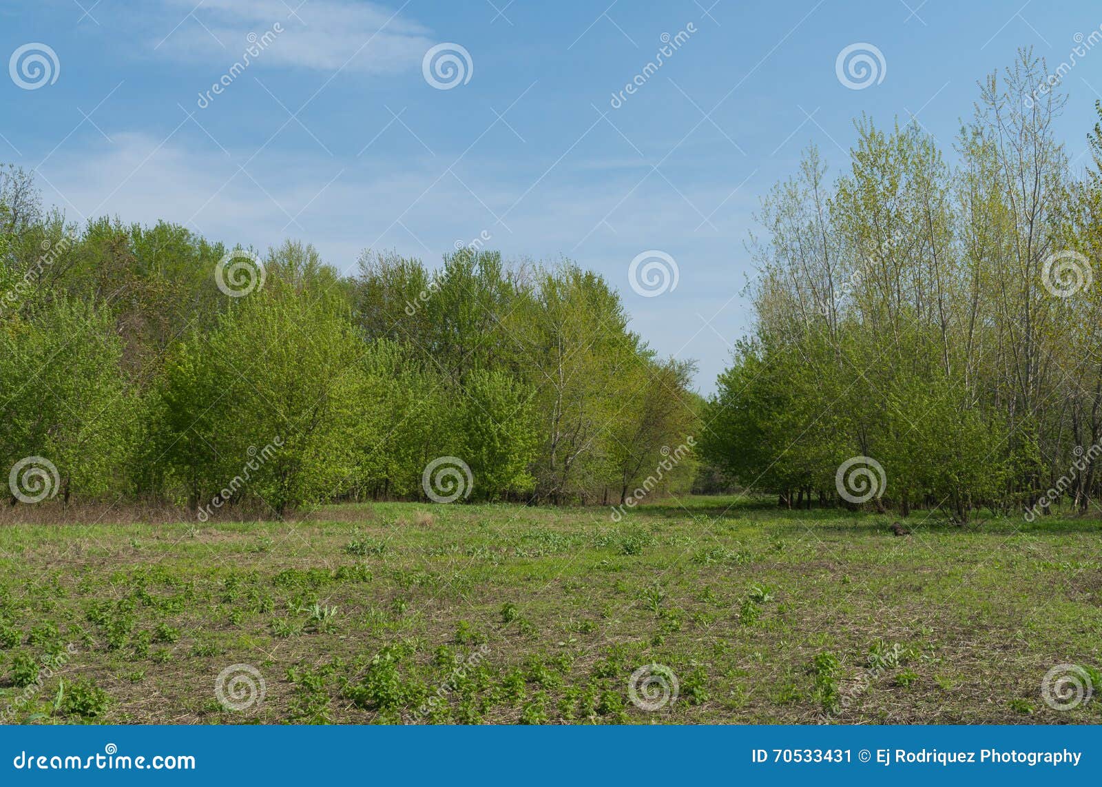 Small meadow. stock image. Image of field, county, branch - 70533431