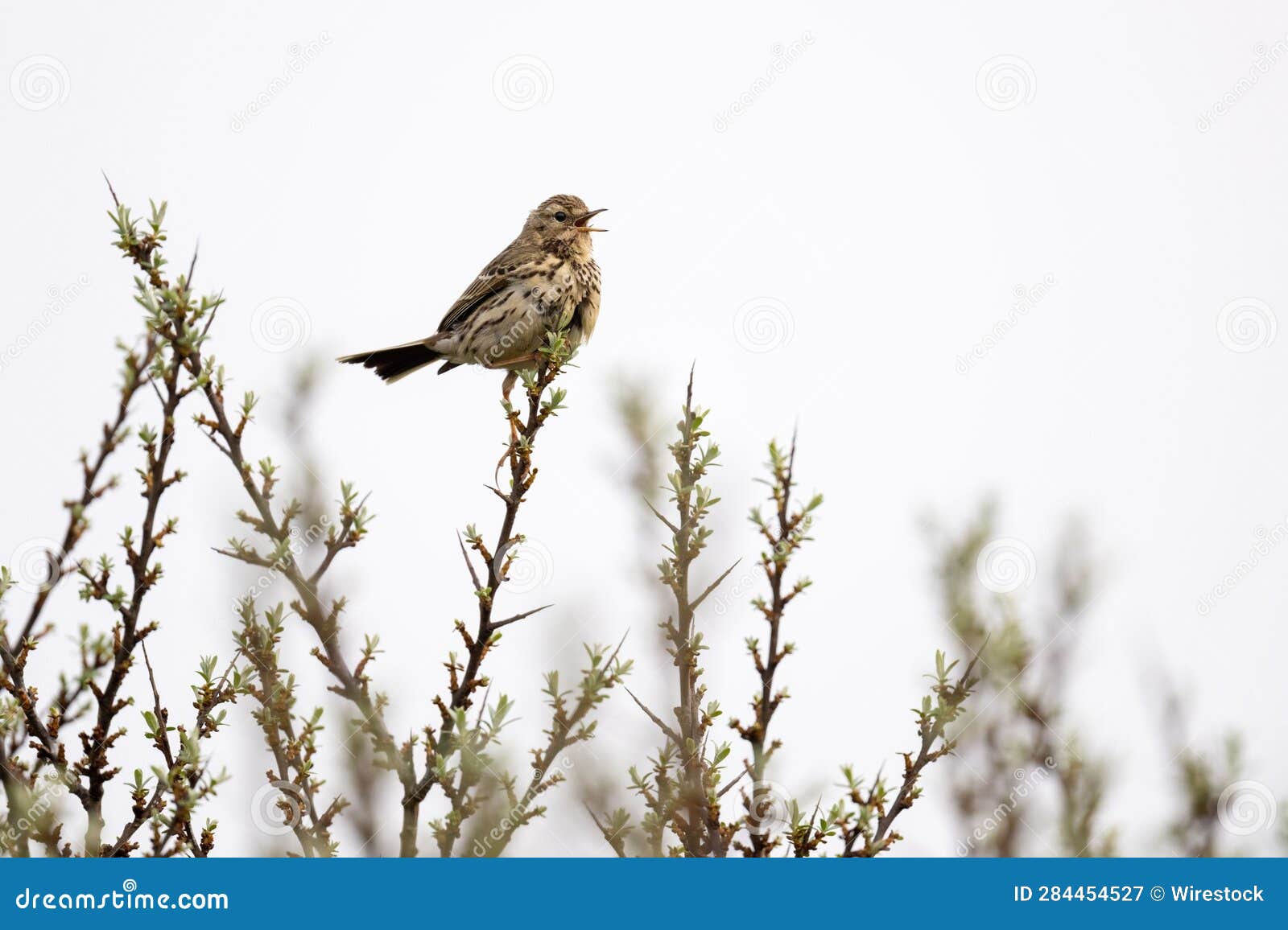Small Meadow Pipit Standing on a Tree Branch Stock Image - Image of ...