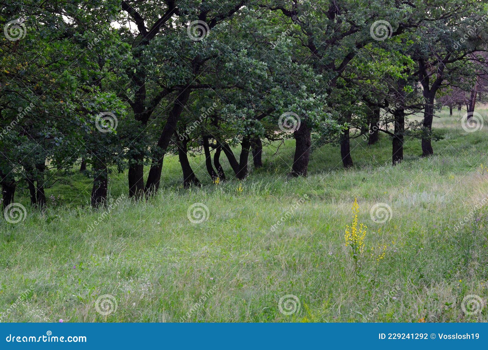 Small Meadow before Planting Trees. Stock Photo - Image of grass ...