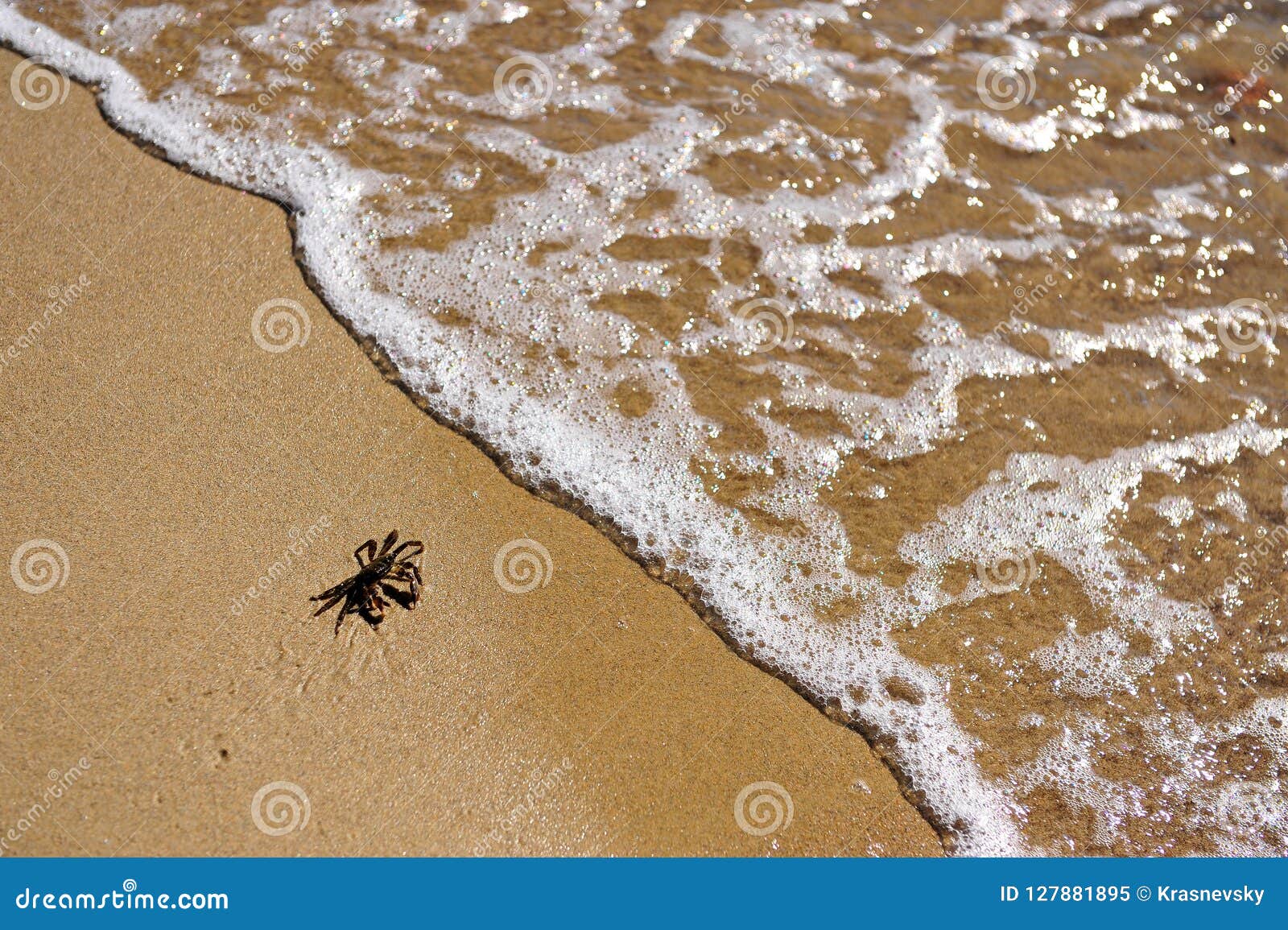 Small Mediterranean Crab Moving To Sea Stock Image - Image of animal ...