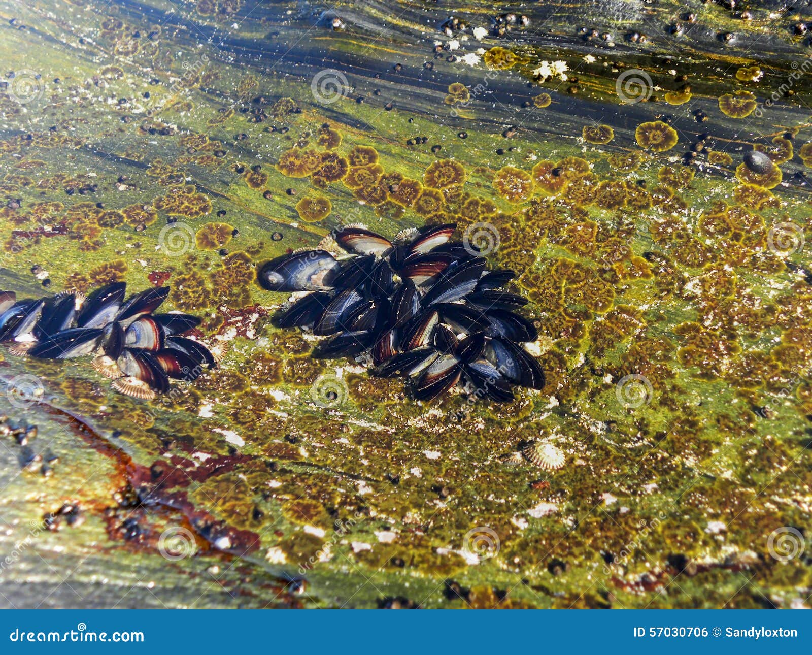 Small Mediterranean Mussels 1 Stock Photo - Image of pools, intertidal ...