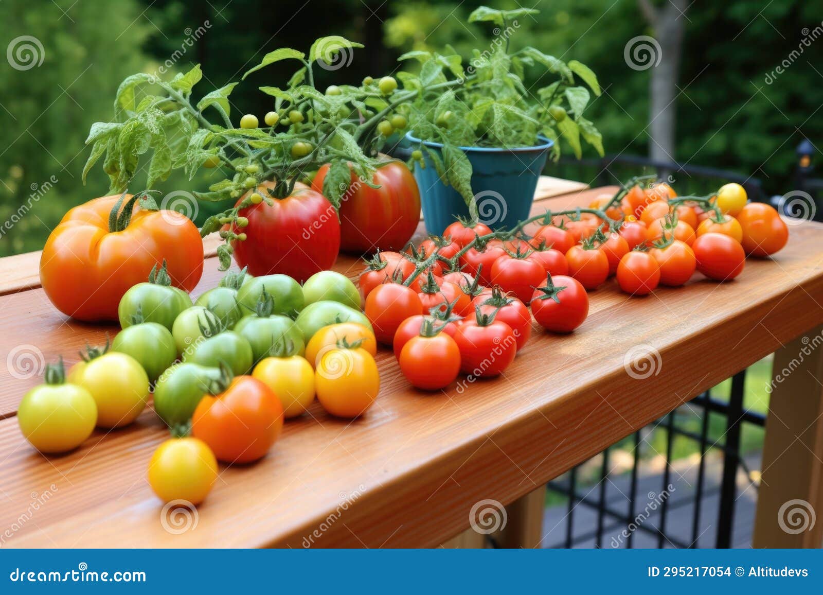 Small, Medium and Large Tomatoes of Varying Color Maturity Stock Photo ...