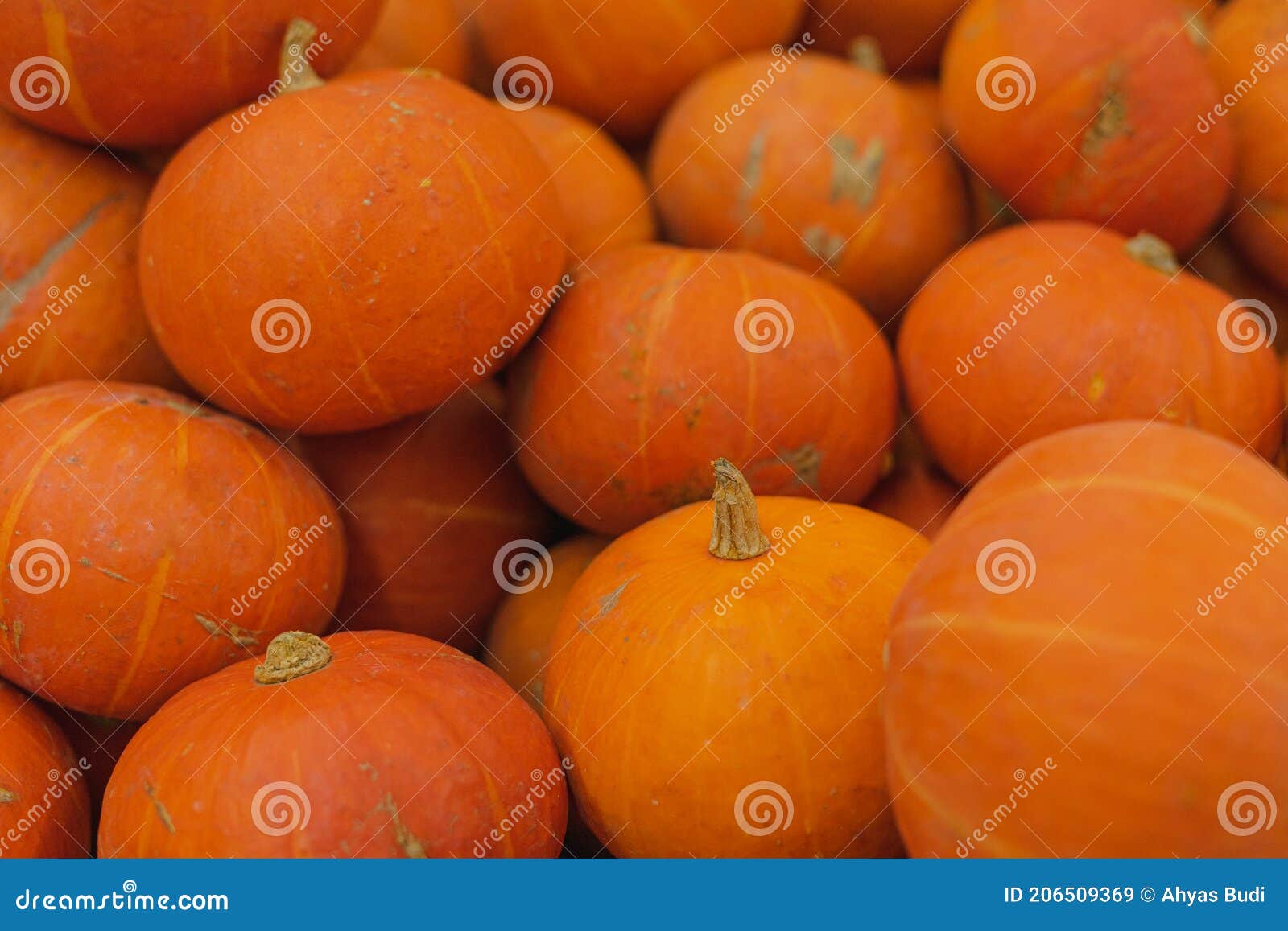 Small Medium Pumpkins on the Market Stock Image - Image of fresh ...