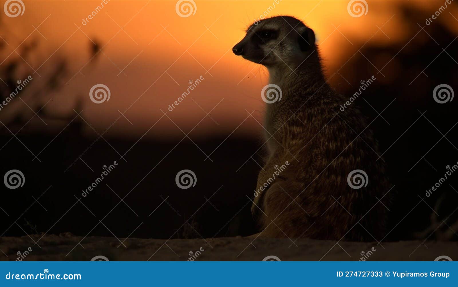 Small Meerkat Standing Alert, Watching the Sunset Generated by AI Stock ...