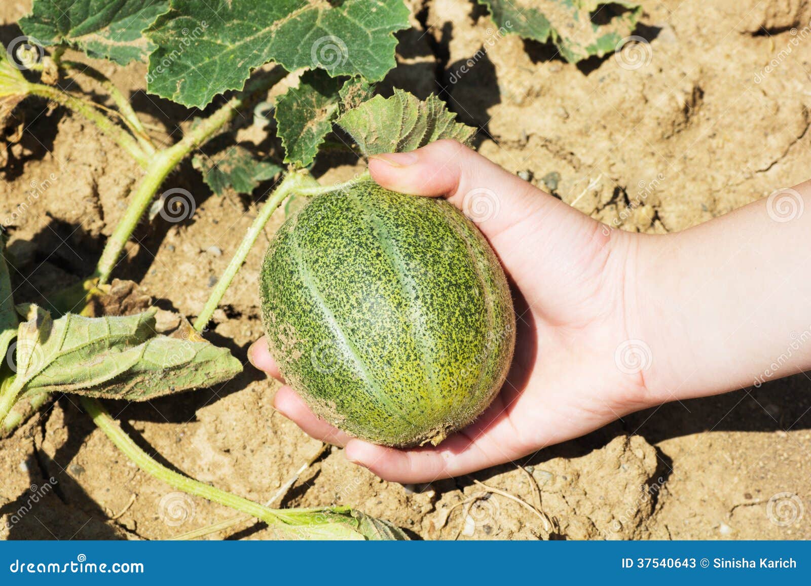 Small melon stock image. Image of green, organic, agriculture - 37540643