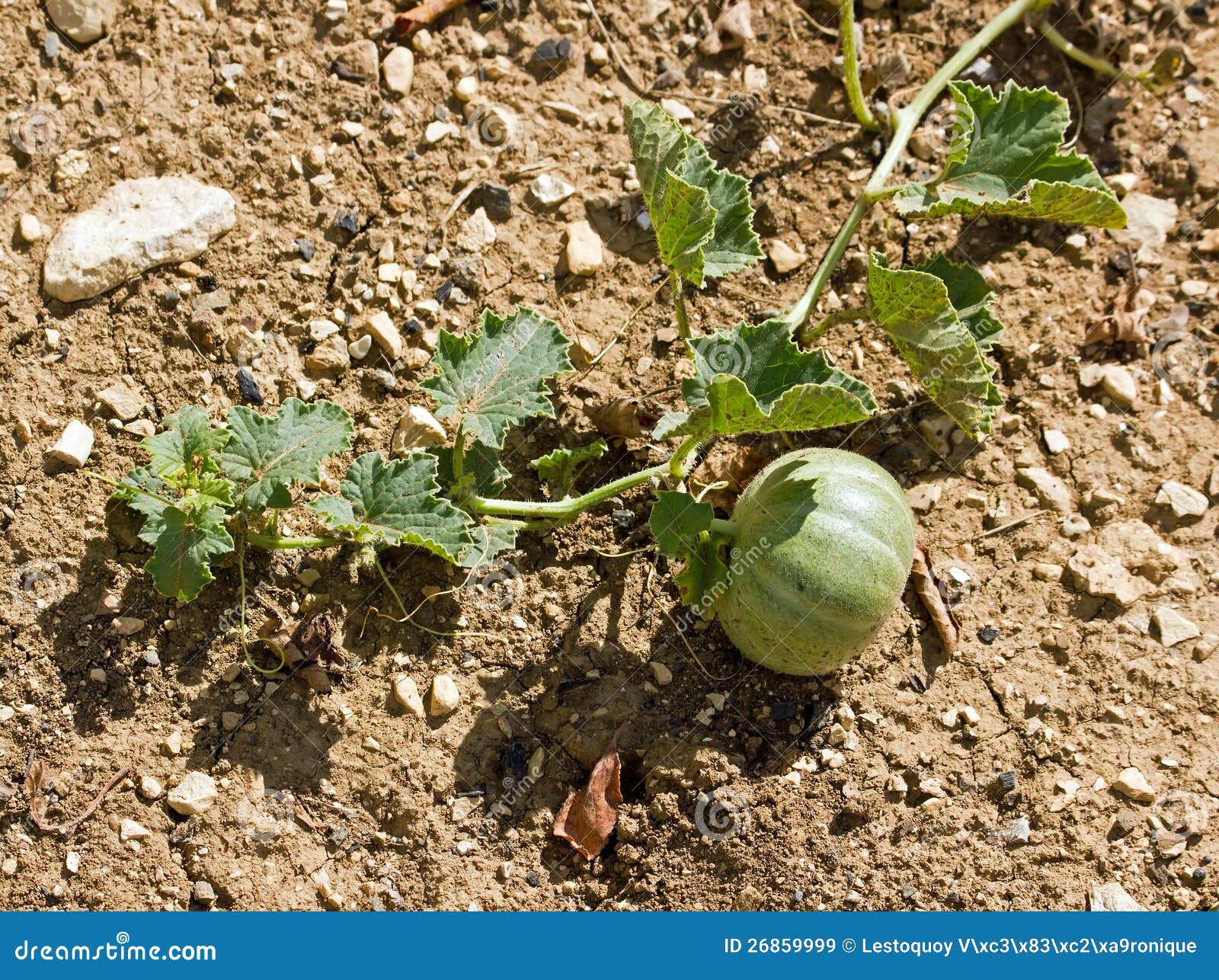 Small melon maturing stock image. Image of harvest, fruit - 26859999