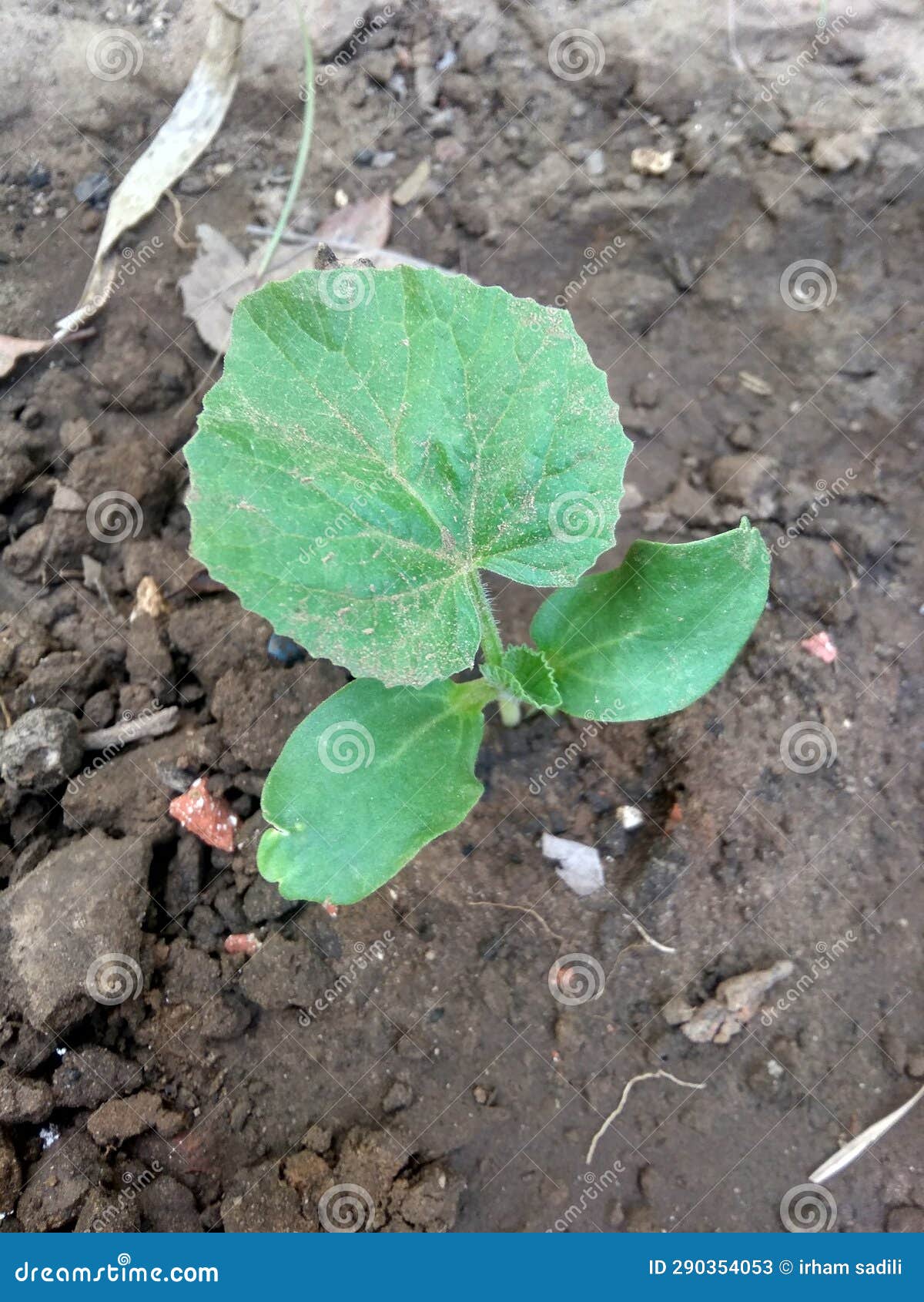A Small Melon Tree with Green Stems and Leaves Stock Image - Image of ...