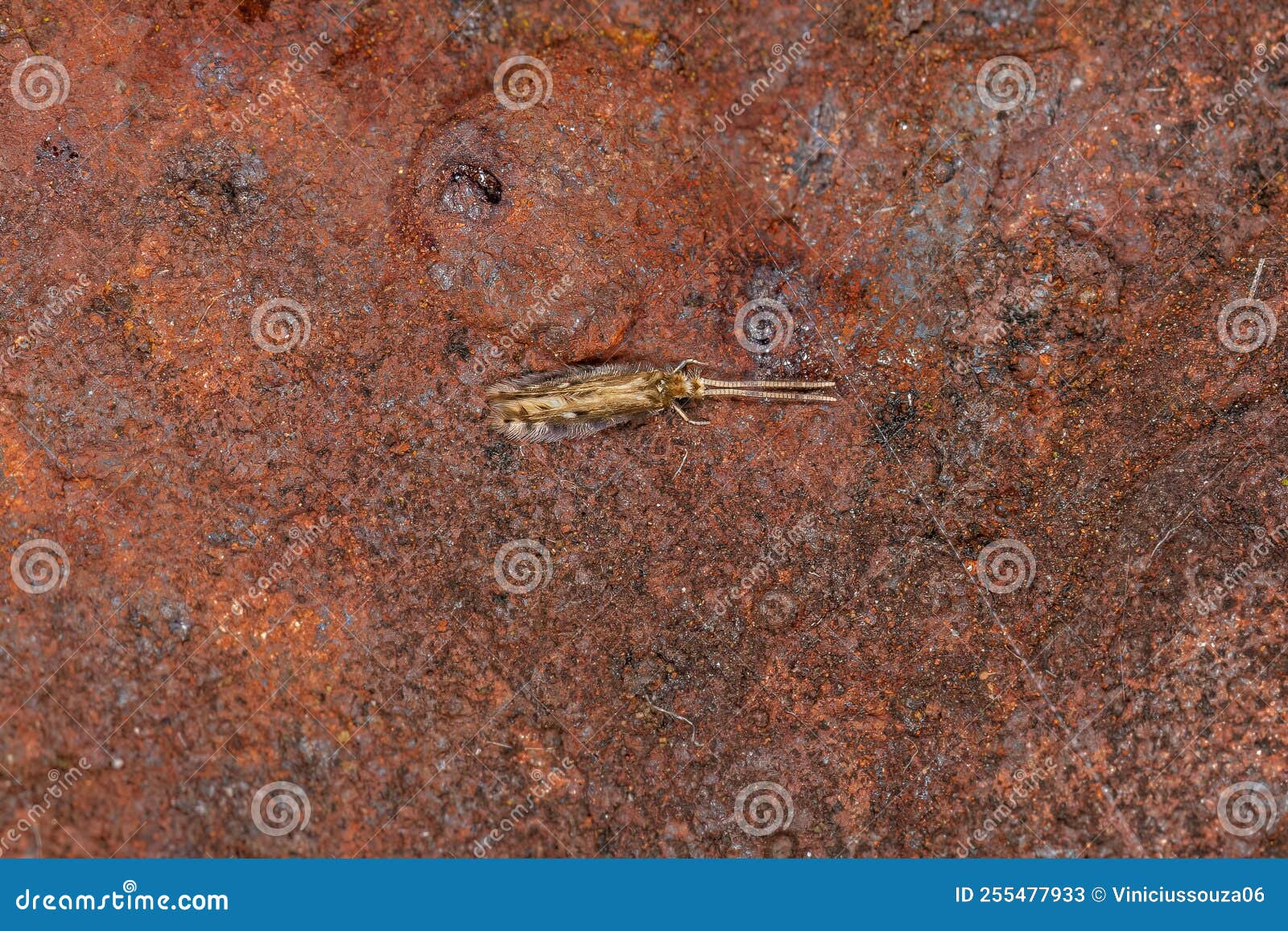 Small Microcaddisfly Insect Stock Image - Image of microcaddisflies ...