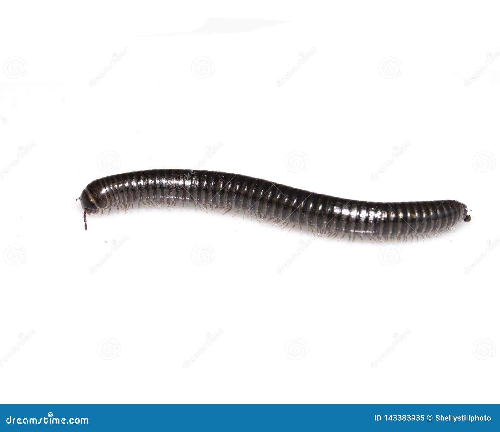 Small Millipede Bug Insect on White Background Stock Image - Image of ...