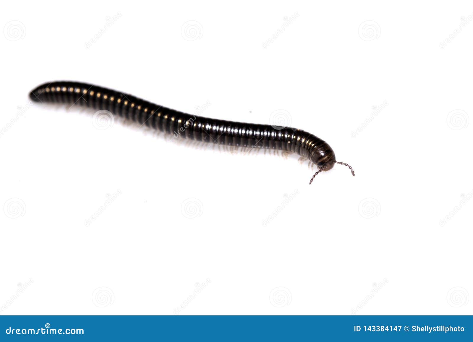 Small Millipede On The Knife Stock Photo | CartoonDealer.com #191933700