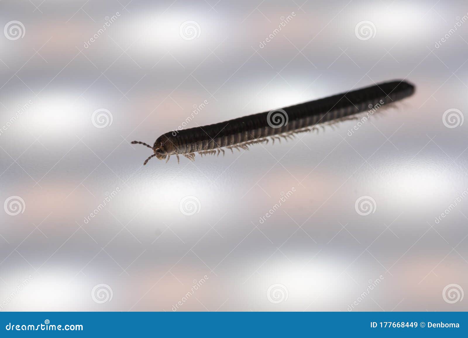 An small Millipede stock image. Image of centipede, millipedes - 177668449