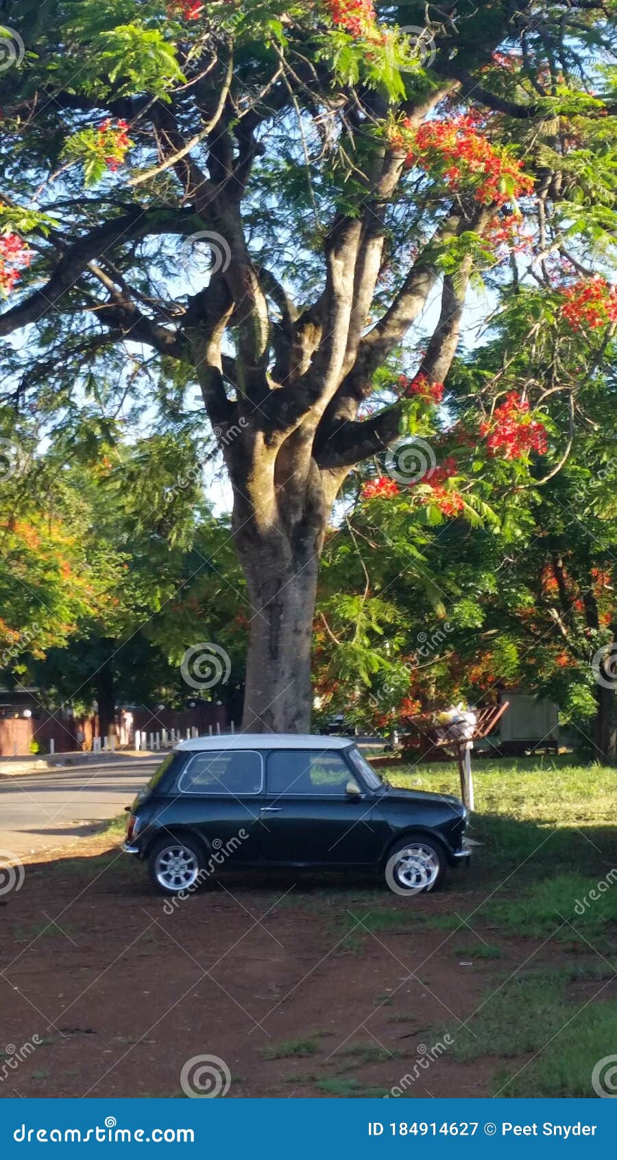 Small Mini Cooper Under a Big Tree Editorial Photography - Image of ...